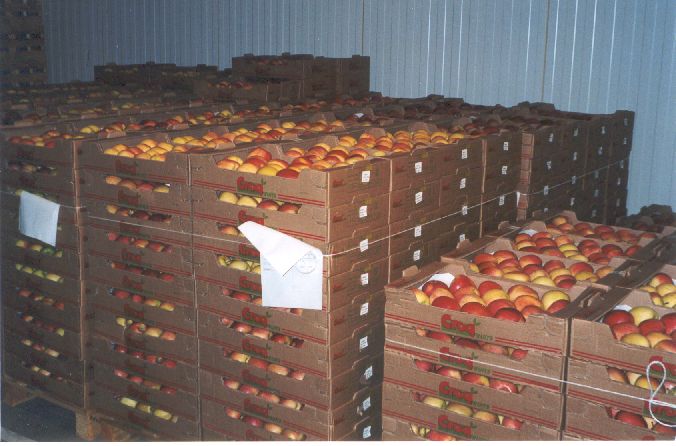 El consum de la nostra fruita dolça; com el podem millorar?